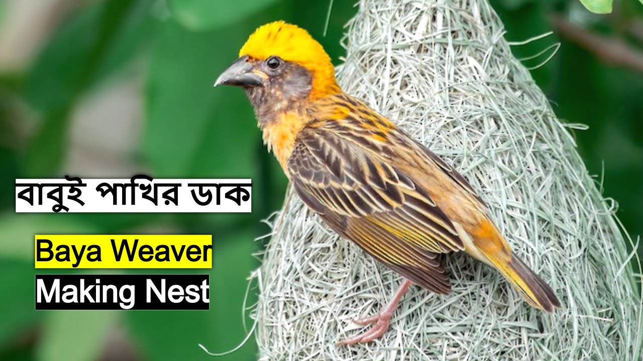 বাবুই পাখির ডাক | Baya Weaver Bird Sound | বাবুই পাখির বাসা | Babui ...
