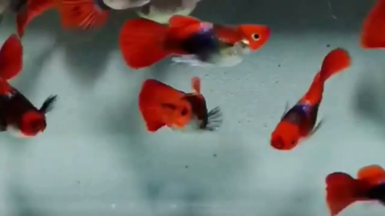 Tuxedo Koi Short Body Guppy Fish - YouTube