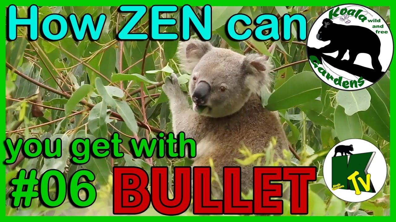 Zen zone with our favourite Bullet koala 🐨 - how good is it to just ...