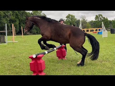 Wild Mustang Learns to Jump! | Geronimo Day 29 - YouTube