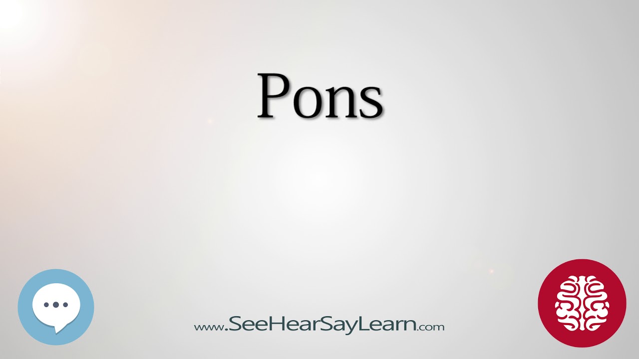 Pons Anatomy of the Brain SeeHearSayLearn 🔊 - YouTube