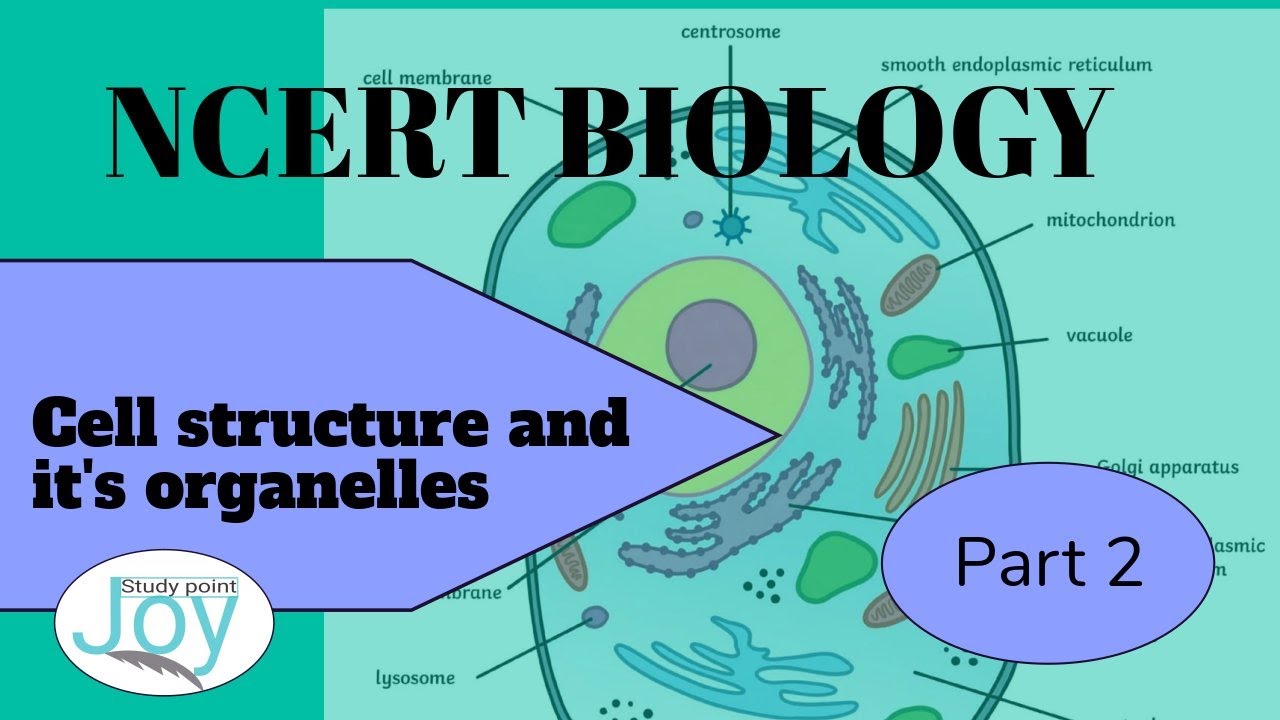 NCERT- Biology#Cell structure and it's organelles#Part 2 - YouTube