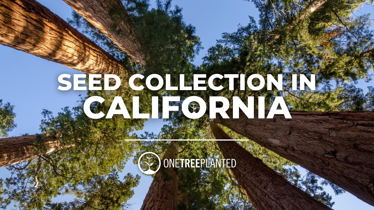 Regenerating Giant Sequoias in California | One Tree Planted - YouTube