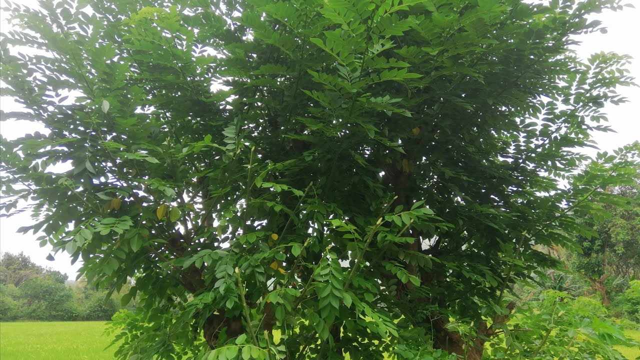 SAAN SAAN GINAGAMIT ANG KAKAWATE O MADRE KAKAW? - YouTube