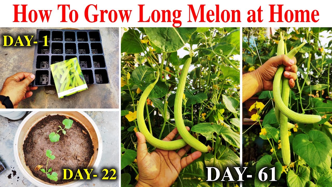 How To Grow Long Melon / Melon ( KAKDI ) in Containers || How to grow ...