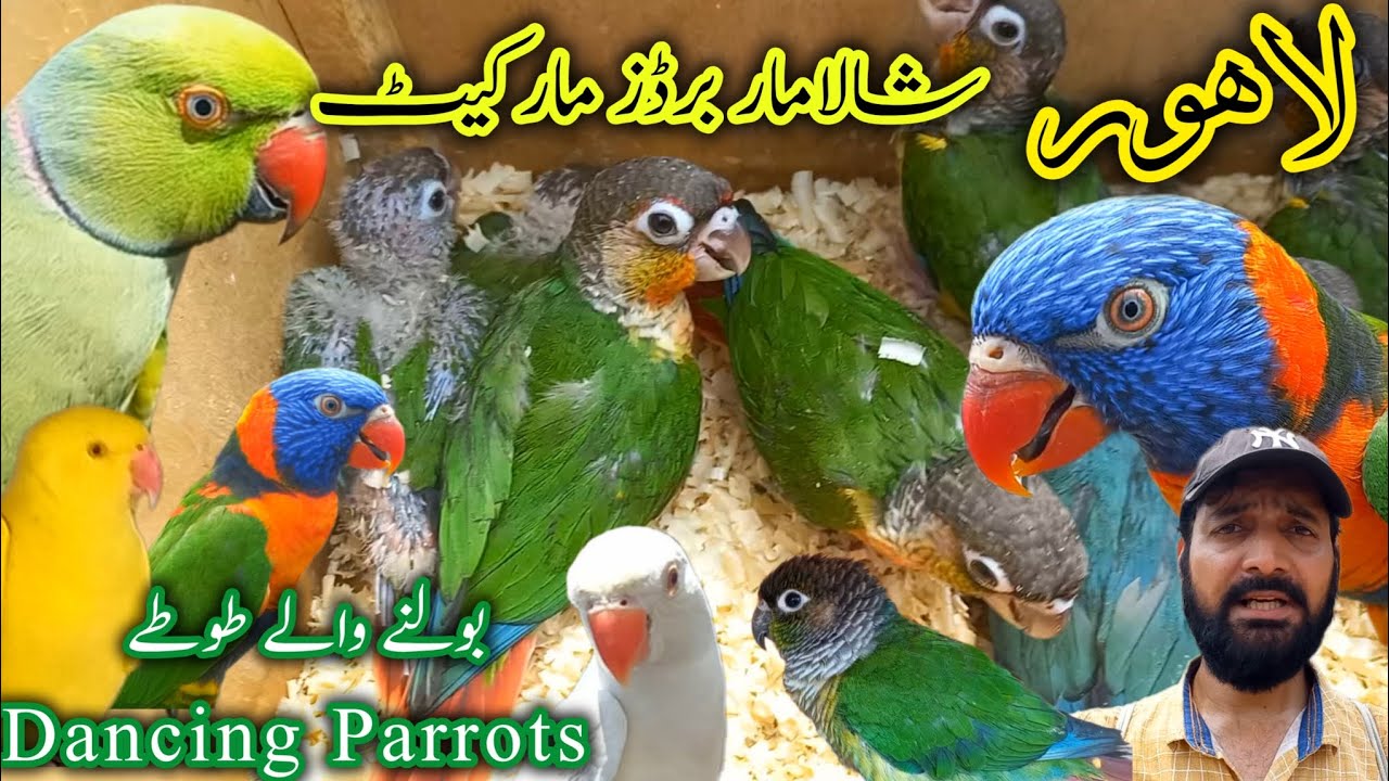 Talking Parrots l Exotic Birds Market l Latest Update 21.Jul.2024 P‐2 ...