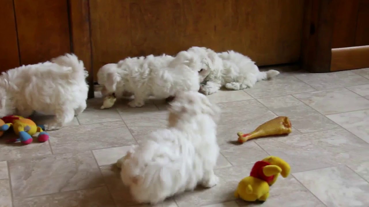 Bichon Frise Puppies For Sale - YouTube