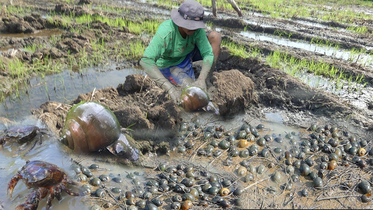 Believe This Crab Team Season Catch Crabs And King Snail - How Snail ...
