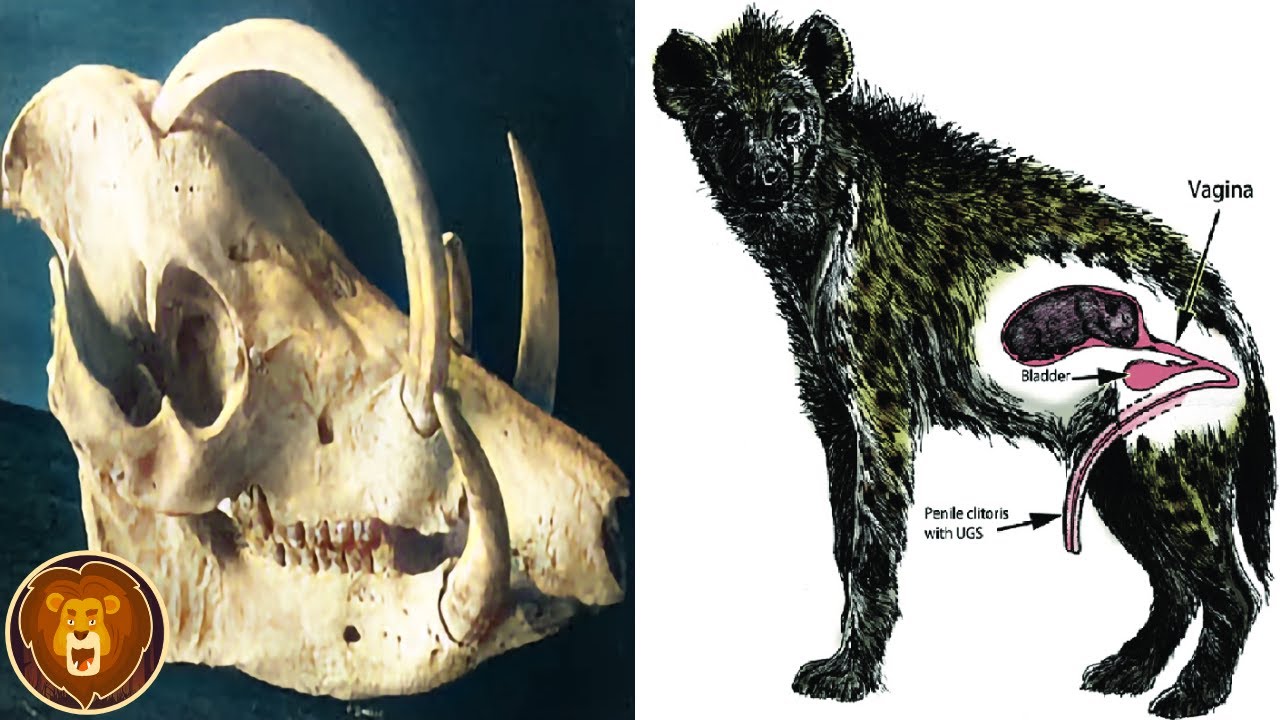 Tiere, denen die Evolution den Mittelfinger zeigt - YouTube