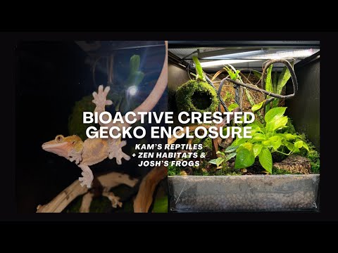 My Crested Gecko’s New Enclosure! (Zen Habitats + Josh’s Frogs Are ...