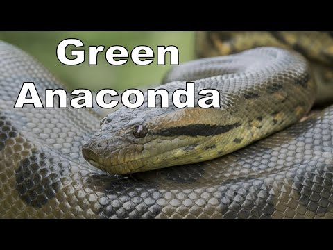 The Green Anaconda (Clyde Peeling's Reptiland) - Episode 179 - YouTube
