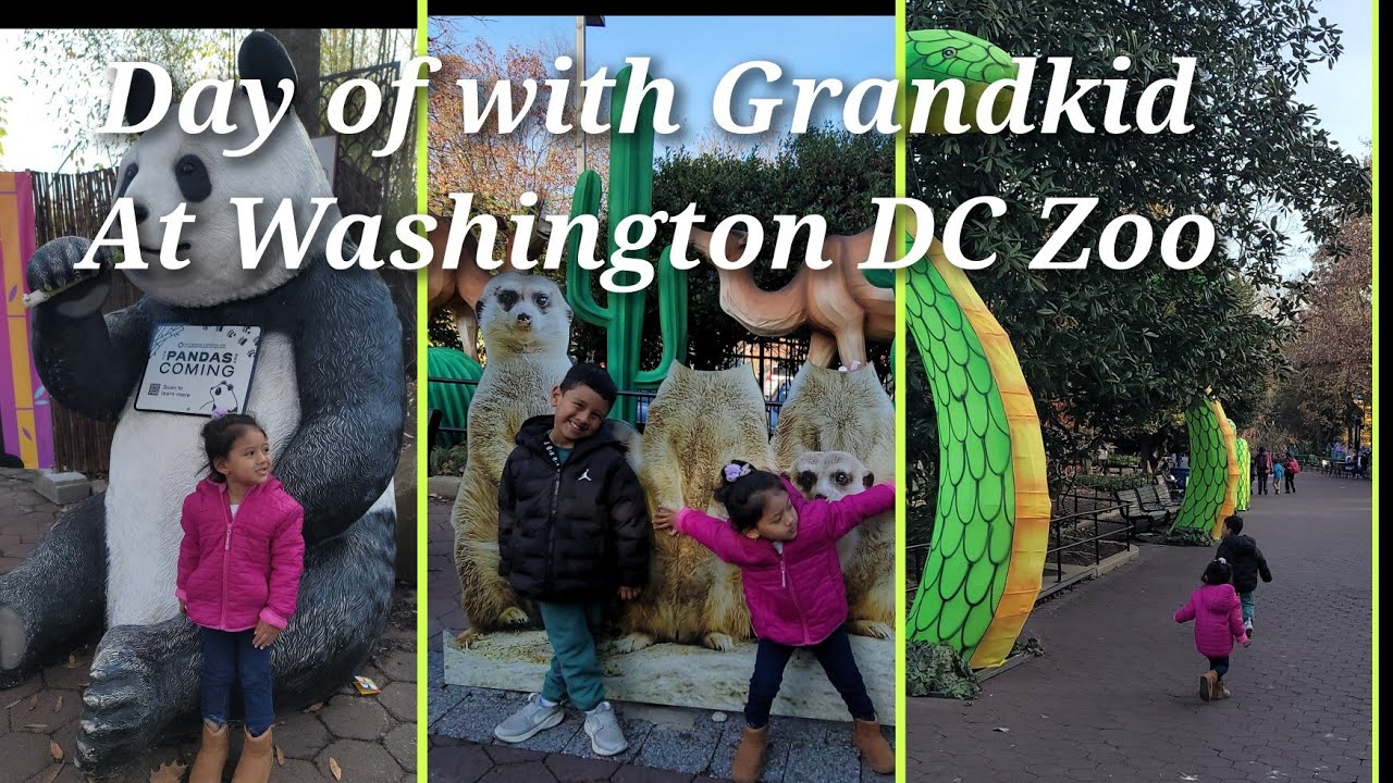Washington DC Zoo 11/23/2024 - YouTube