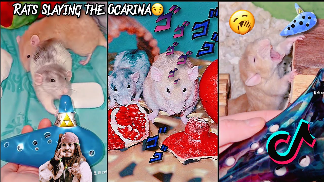 RATS Playing The Ocarina🐀😩TikTok Compilation Musical Rats💀 (Season 2 ...