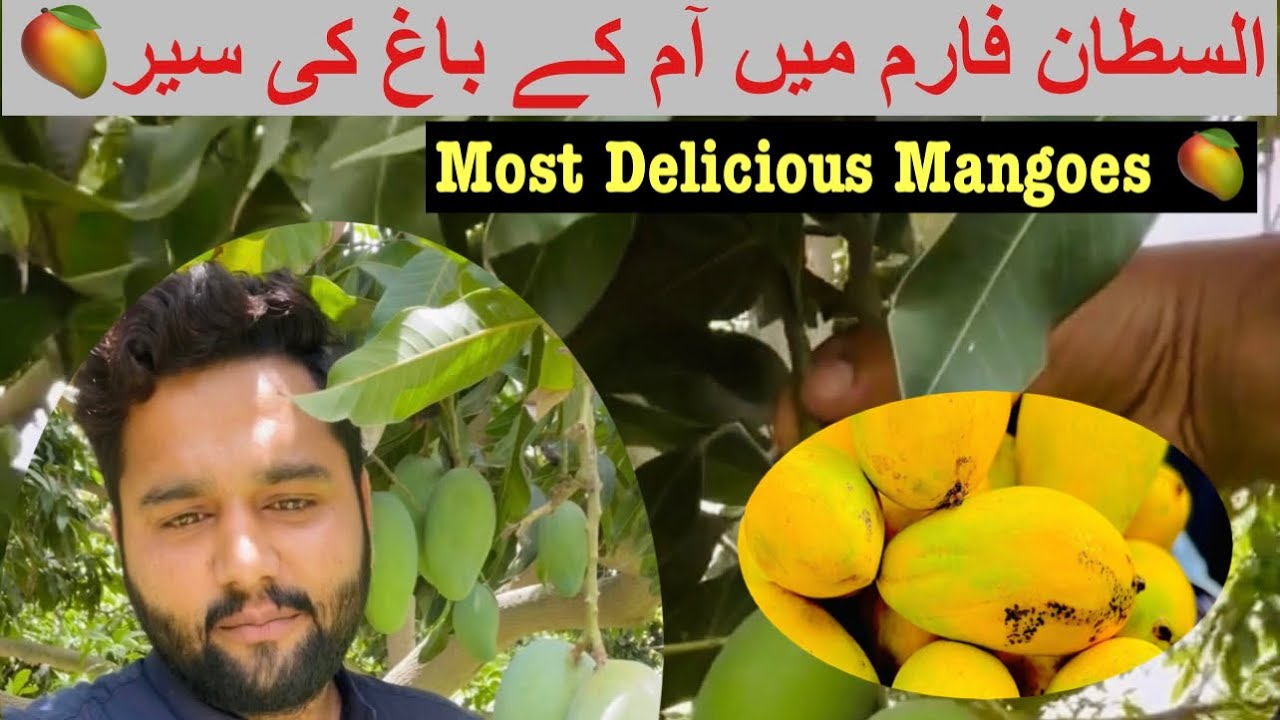 Chaunsa & Sindhi Mangoes | Amazing Mango Garden in Pakistan - Fresh ...