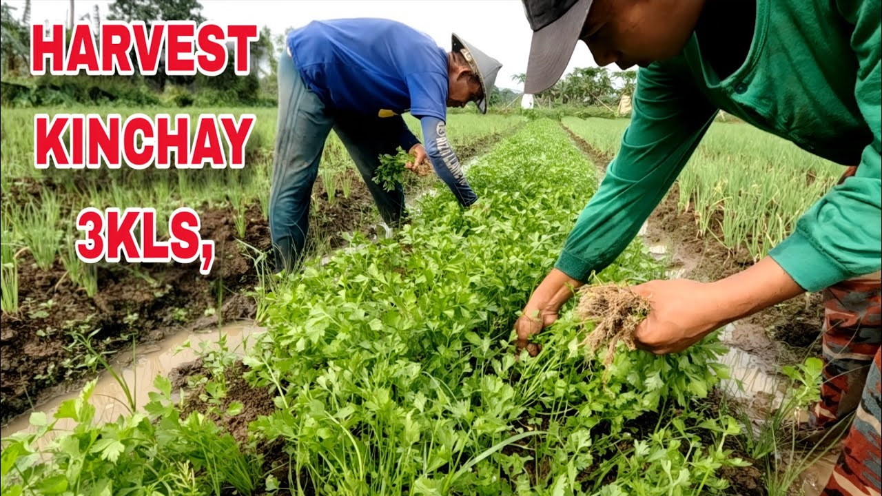 KINCHAY harvest subrang nakakatuwa - YouTube