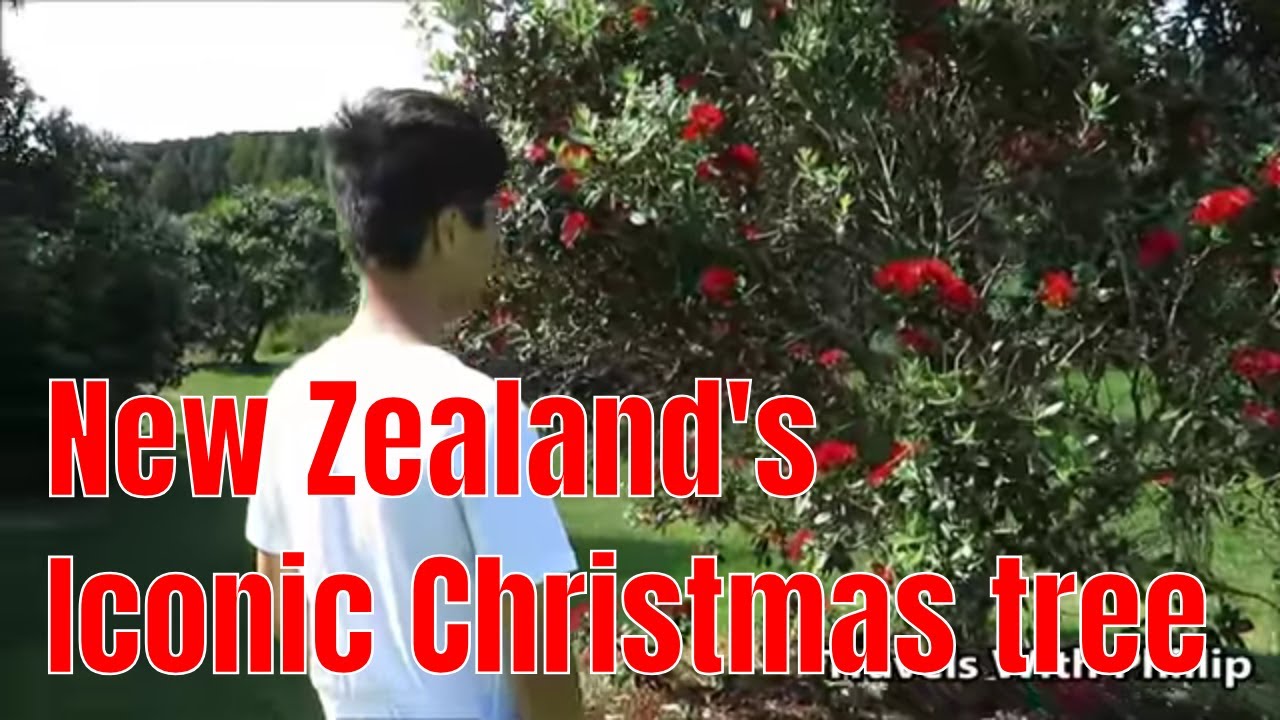 Pohutukawa tree, New Zealand’s iconic Christmas tree. - YouTube