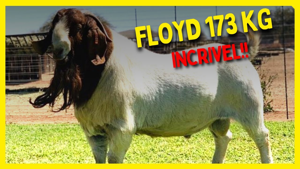 ☑️ FLOYD 173 KG UMA MÁQUINA! Boer goat FARM - Barry Strydom - YouTube