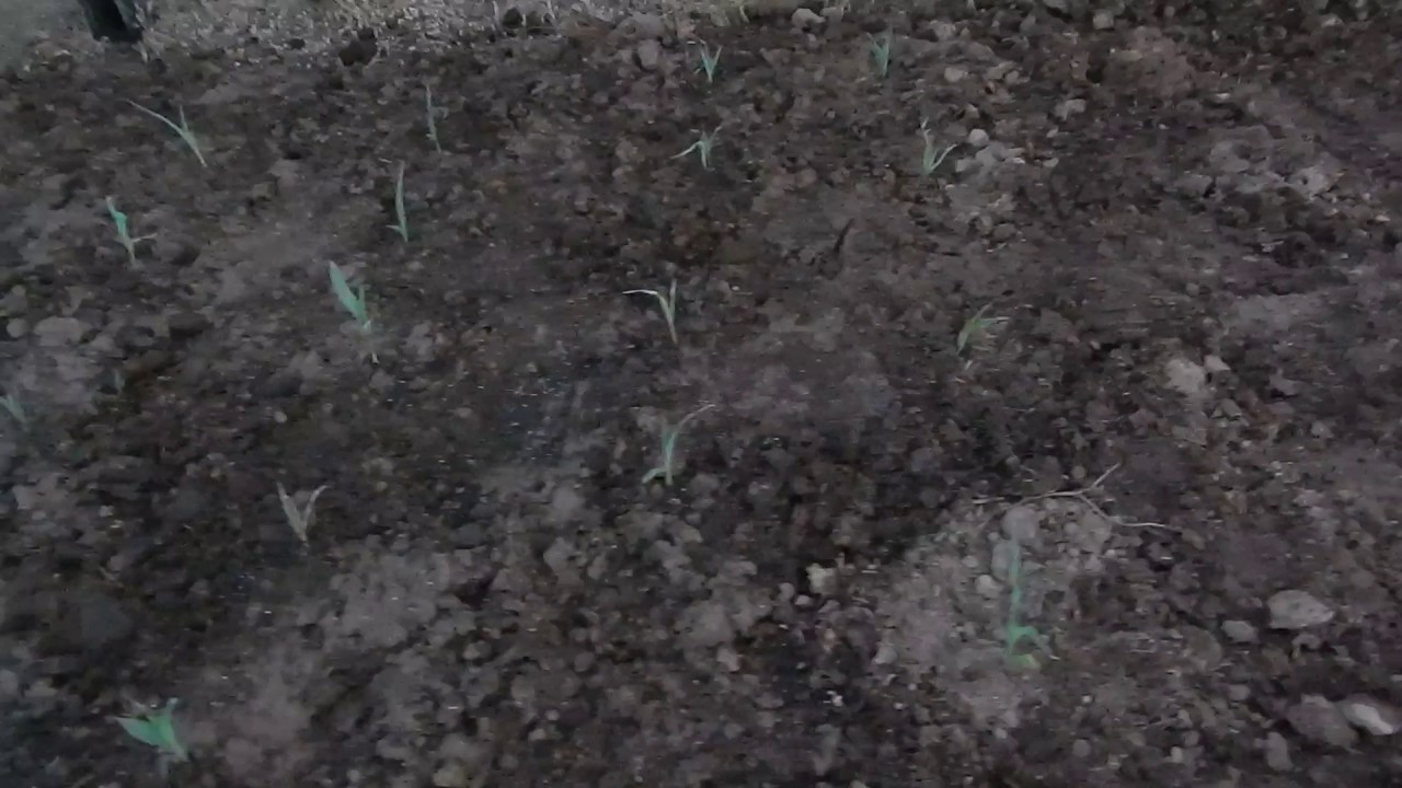 ARIZONA DESERT CORN PLANTING SEEDLINGS MAY 8TH 2017 - YouTube