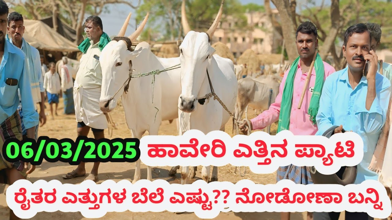 ಹಾವೇರಿ ಎತ್ತಿನ ಪ್ಯಾಟಿ ಭಾಗ 2 || Haveri Bulls Market || ಪ್ರತಿ ಗುರುವಾರ ...