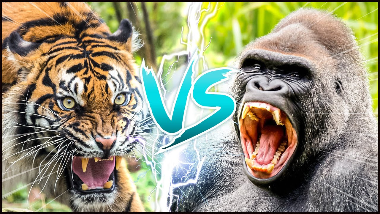 TIGER VS GORILLA ─ The Ultimate Jungle Showdown - YouTube