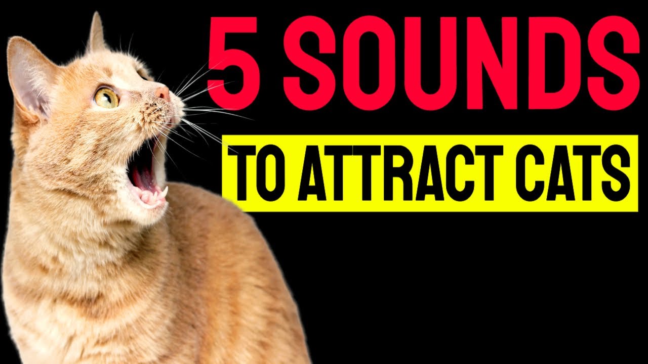 5 Sound to Attract a Cat - Sound to make Cat come to you 😻 - YouTube