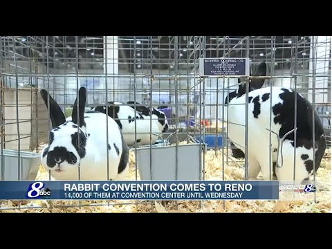 14,000 rabbits brought to Reno for annual convention - YouTube