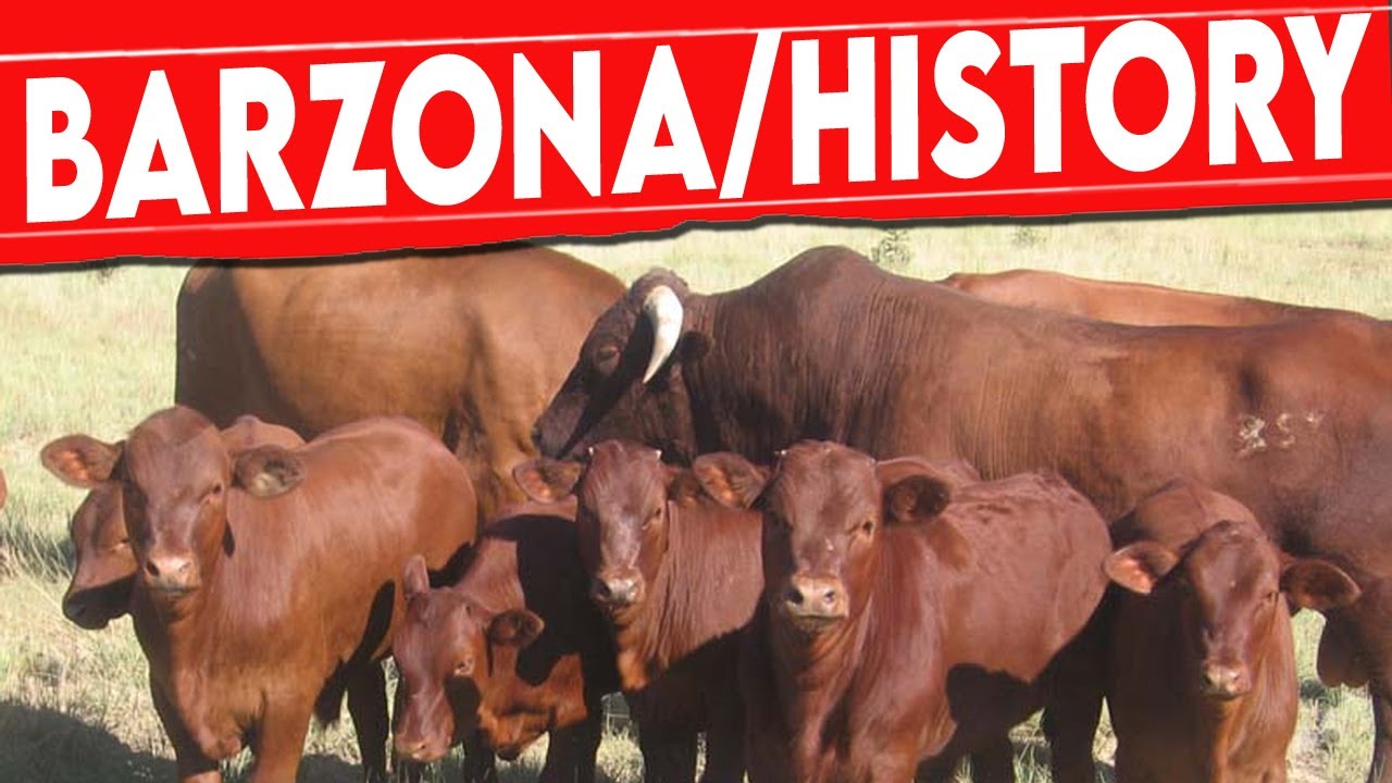 ⭕ BARZONA Cattle Breed HISTORY Every Breed In The World || BARZONA ...