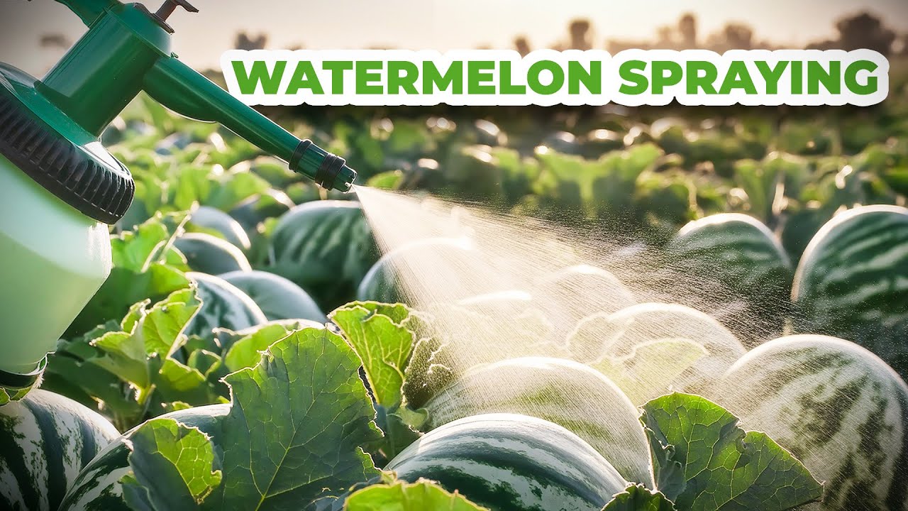 IMPORTANT Notes on Spraying Watermelon! | Which Disinfestation Methods ...
