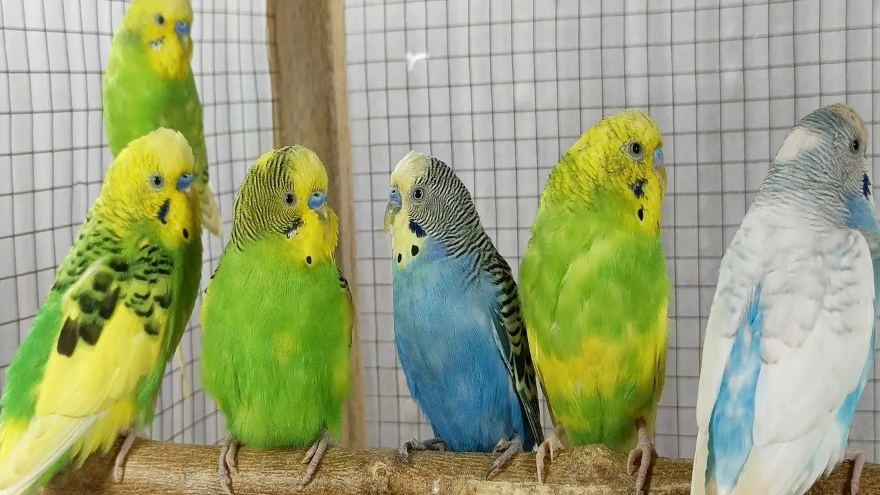 12 Hours of Morning Budgie Bliss 🌞🐦 | Cheerful Parakeet Sounds to Start ...
