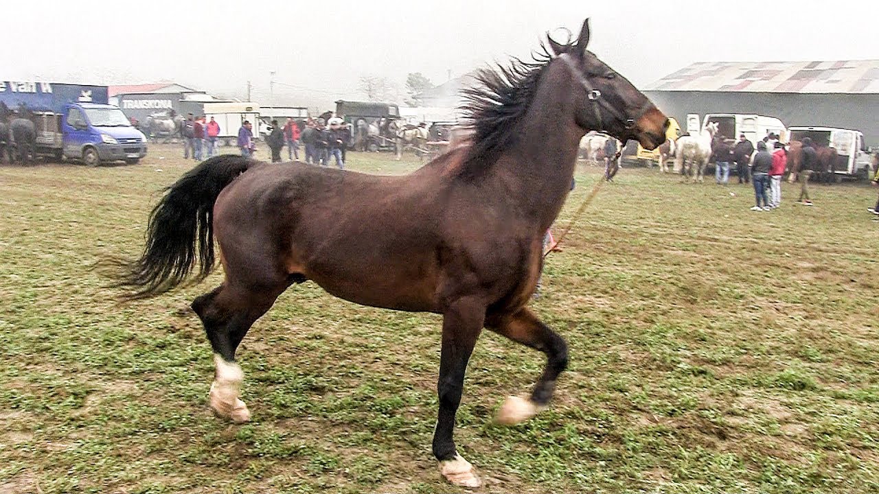 Imi place acest cal frumos - YouTube