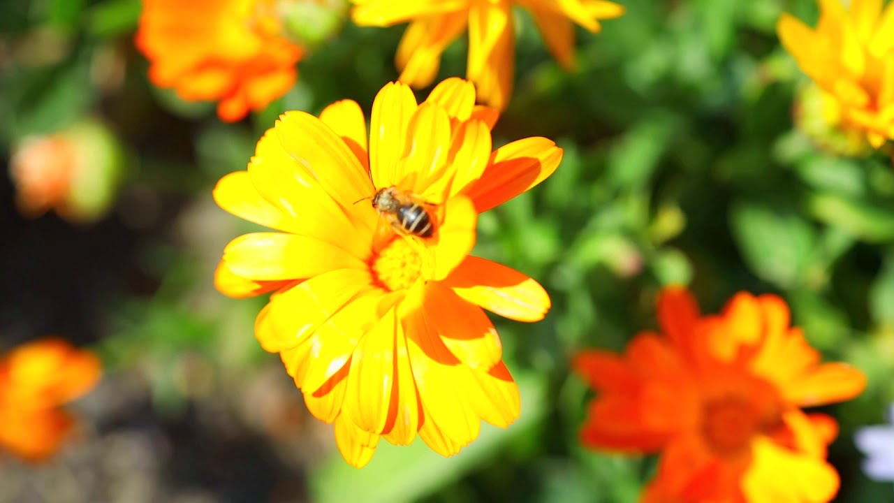 Spring 2020 - YouTube