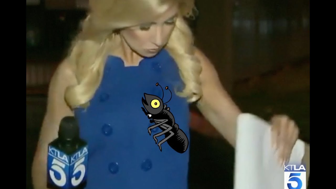 Reporter attacked by BUG! - YouTube
