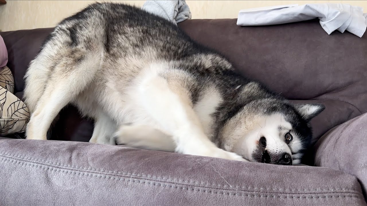 Husky Making Everything Comfy In The Funniest Ways! - YouTube
