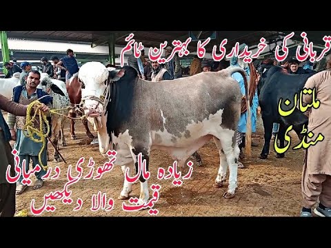 Kharidari ka Behtreen time Multan Cow Mandi Dermiyani Thori Qemat waly Abluk Nukry Cholistani Bachry
