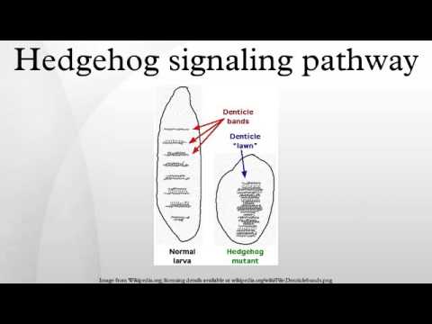 Hedgehog signaling pathway - YouTube