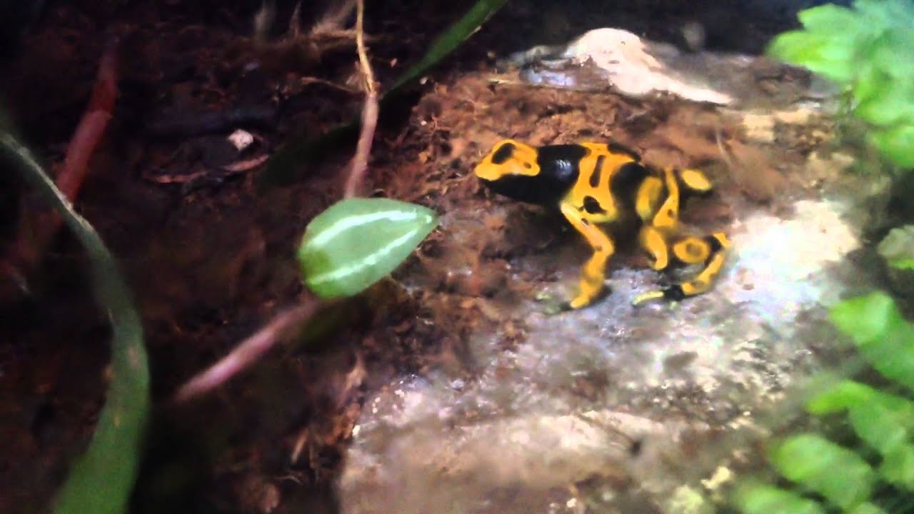 Frogs at the Welsh Mountain Zoo - YouTube