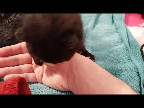 playful boy kitten 20230525 082225