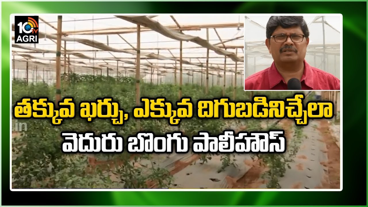 తక్కువ ఖర్చు, ఎక్కువ దిగుబడినిచ్చేలా వెదురు బొంగు పాలీహౌస్ | Success ...