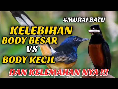 PERBANDINGAN MURAI BATU BODY BESAR VS BODY KECIL