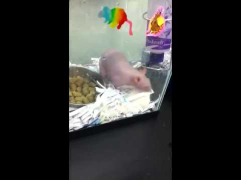 Rats mating season - YouTube