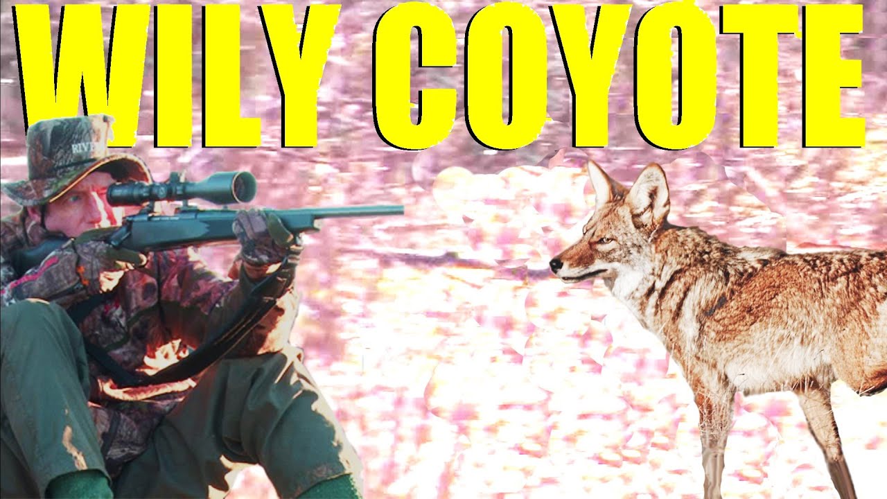 Fieldsports Britain - Wily coyotes, Shot Show kit and record big game ...