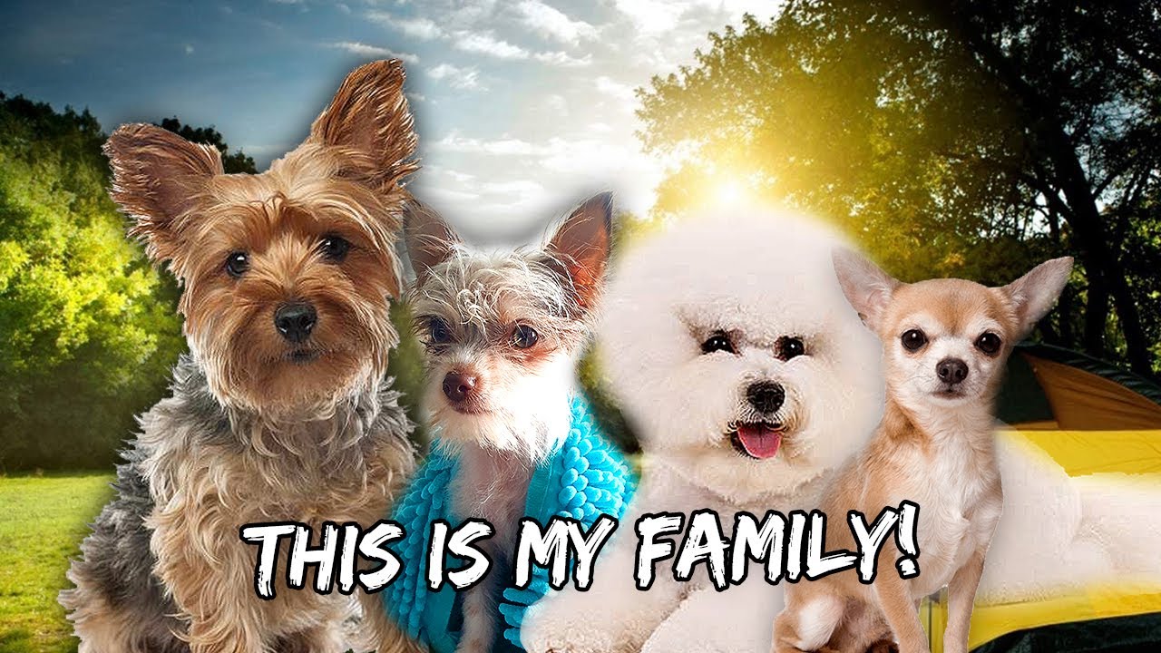 Discovering The Interesting History Of My Dog s Lineage Vlog 911 Discovering The Interesting History Of My Dog s Lineage Vlog 911