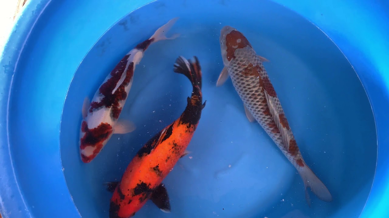 202006 SP-505 Sansai Mix Kaneko 47-53 cm - YouTube