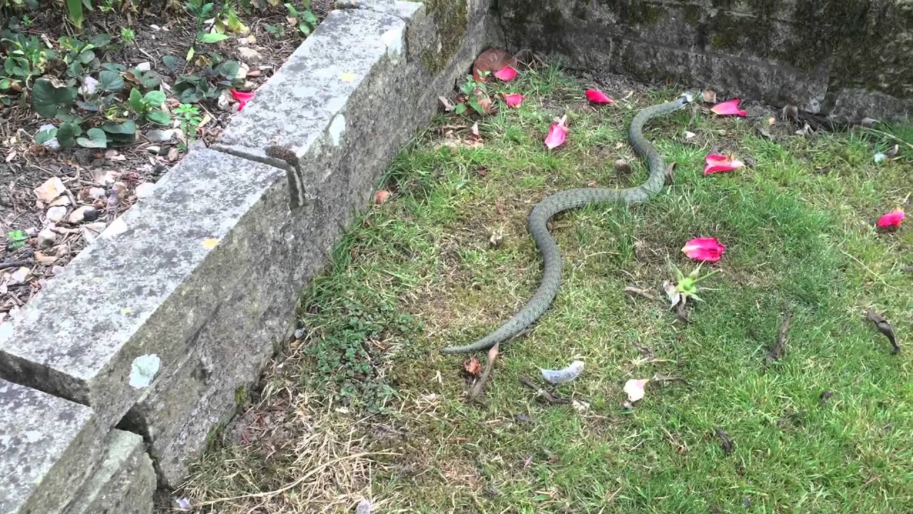 Ralph finds a snake! - YouTube