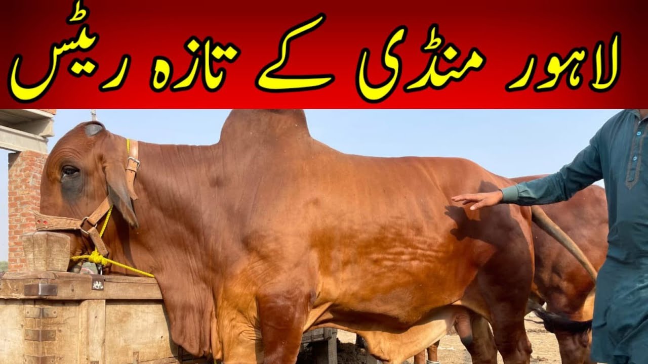 3 November 2022 updates of Shah Pur Kanjran Mandi Lahore | Mandi ki ...