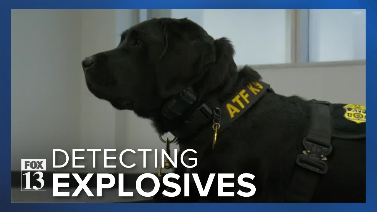 Explosives detection canine welcomed to Salt Lake City - YouTube