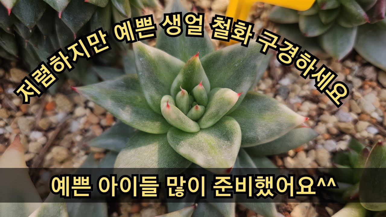 3월 1일 저렴한 금아이들 구경해보세요 생얼도 있고 예쁜 아이들 소개시켜드릴게요 다육 다육식물 다육이금 다육이