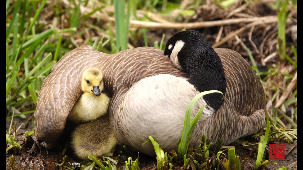 Baby geese are born at Burnaby Lake BC || 4K Video - YouTube