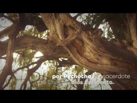 El Árbol del Tule, explicado por niño guía de la comunidad. - YouTube