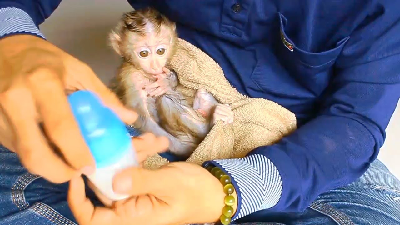 Good Daddy Take Care Baby Monkey Ben | Adorable Baby Monkey Ben - YouTube